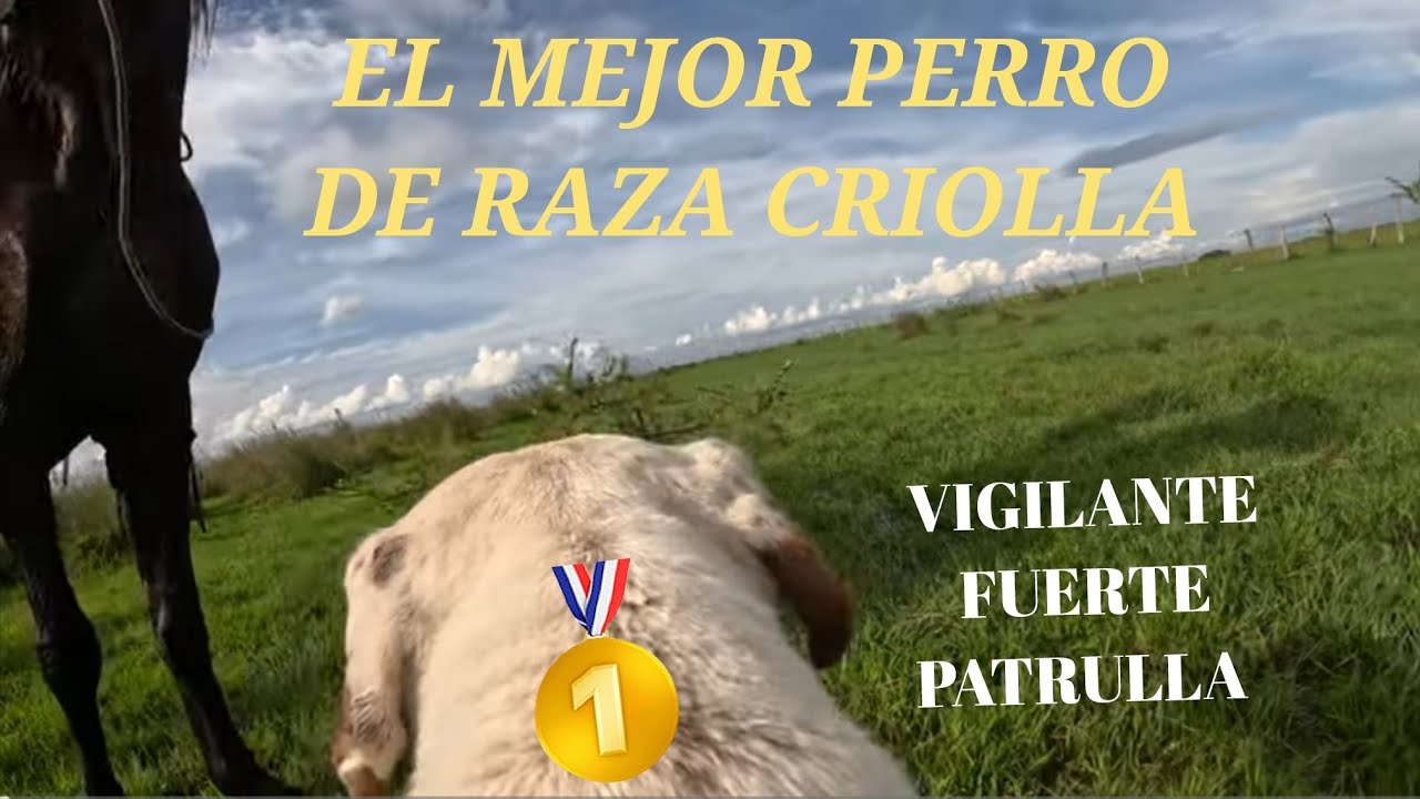 Los mejores perros del mundo los de raza criolla #dog - YouTube