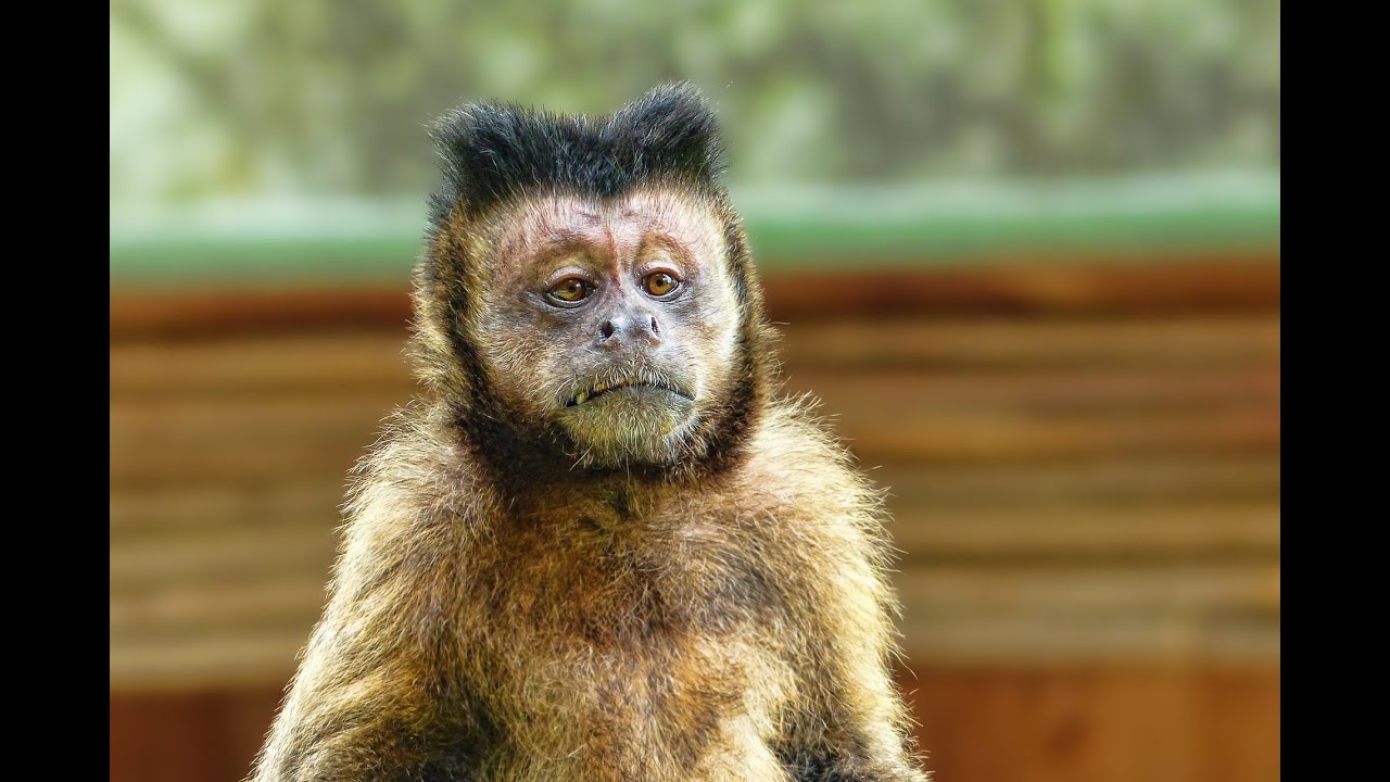Adorable monkey hairdresser - YouTube