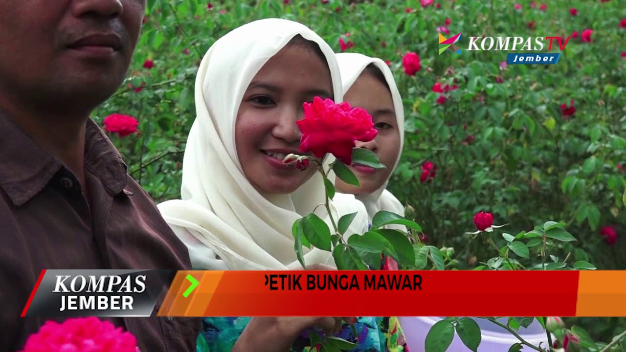 WISATA PETIK BUNGA MAWAR - YouTube