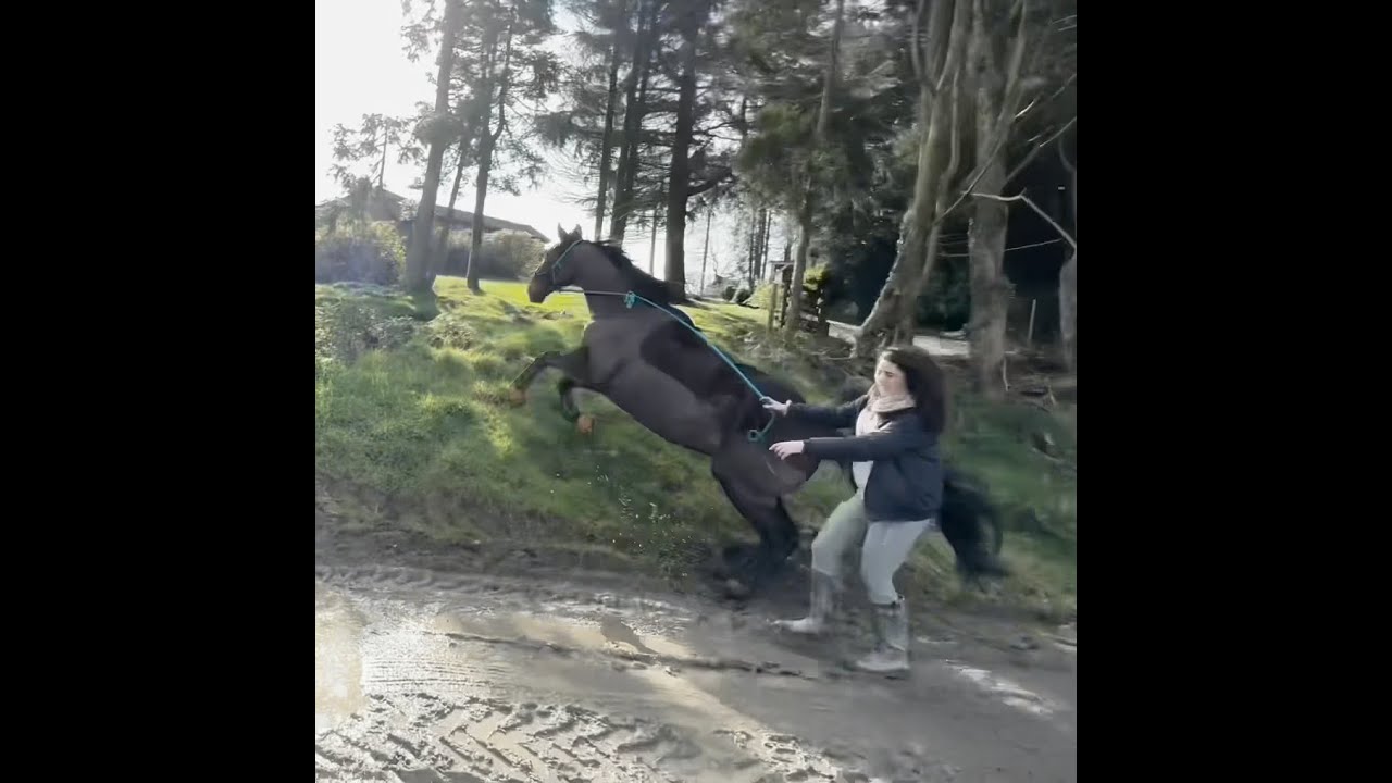 Horse that panics and bolts part 2 preview! Full video coming soon ...