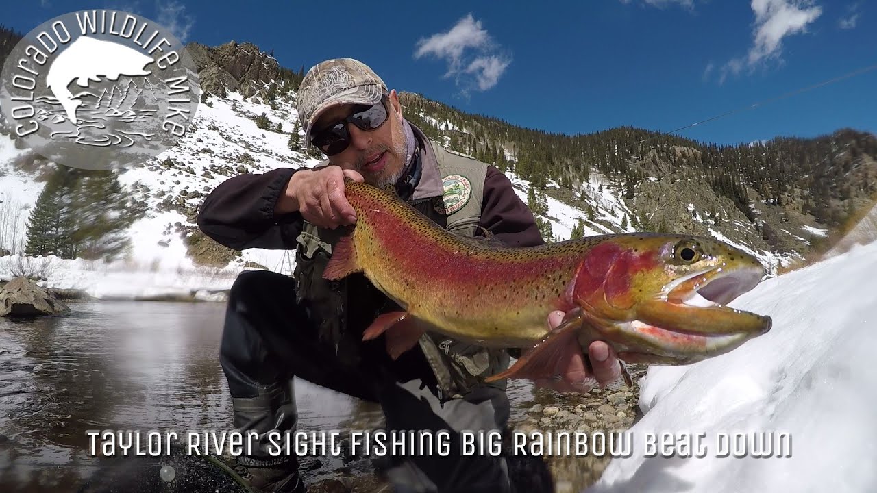 Taylor River Sight Fishing Big Rainbow Beatdown - YouTube