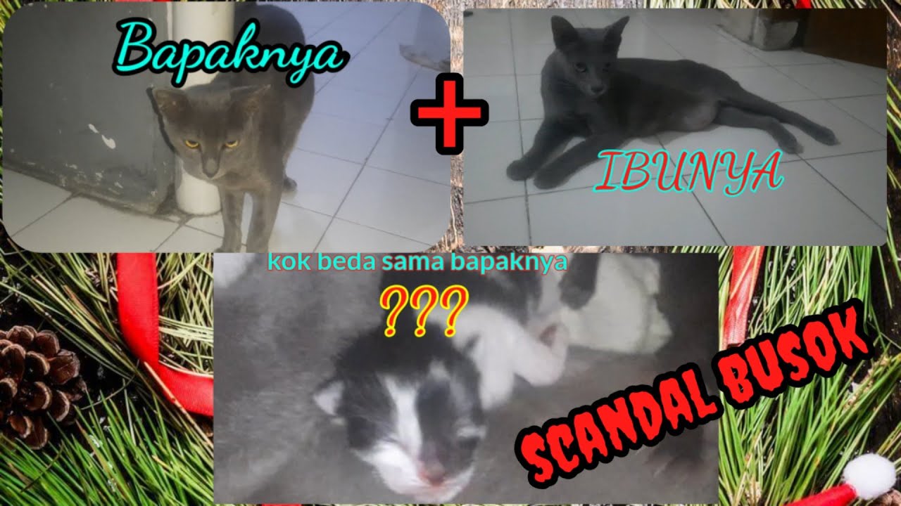 SCANDAL KUCING KECUBUNG BUSOK RAAS|| Part1 - YouTube