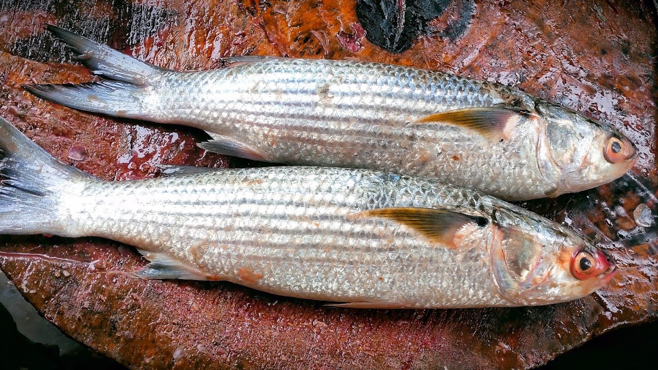 Cutting Madava fish | மடவா மீன் | Flathead grey mullet | TSR FISH ...