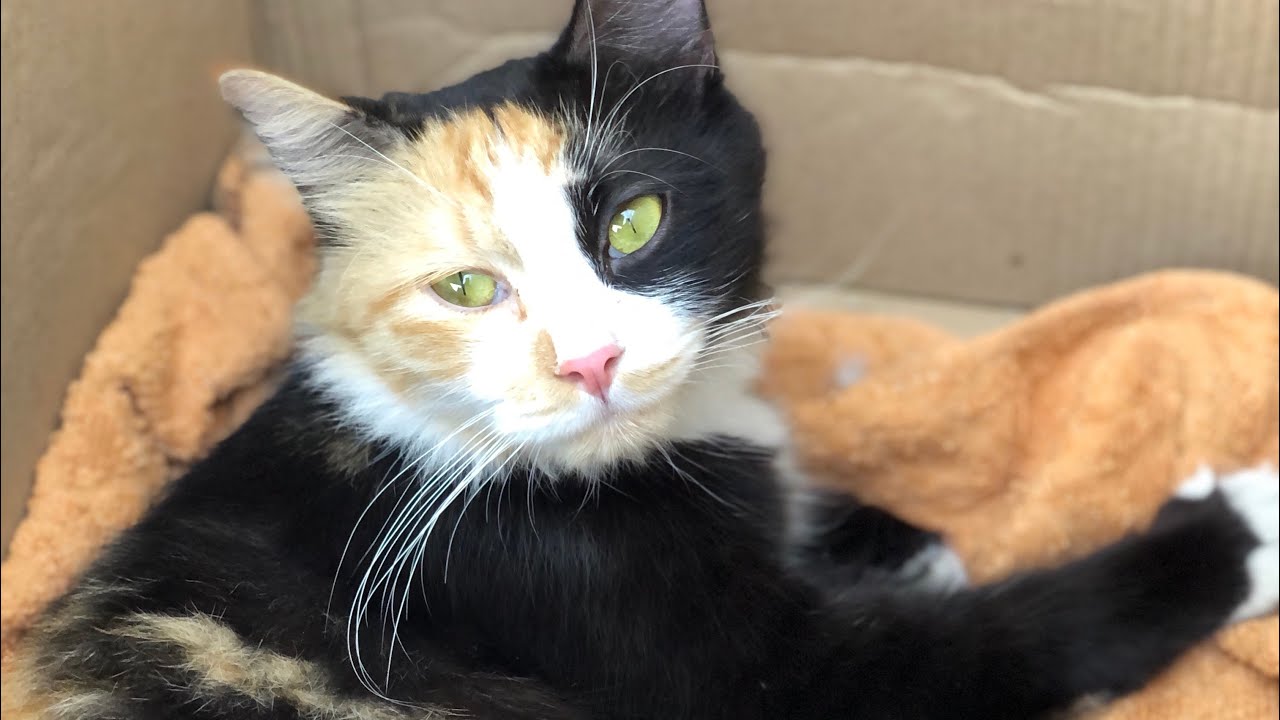 "A Day in the Life of a Stray Cat Family: Cuteness Overload"part,2 ...