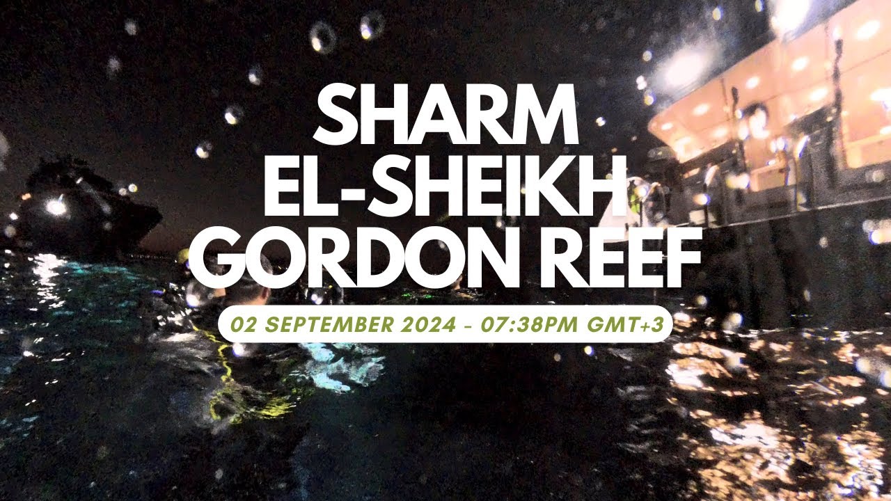 Sharm El-Sheikh Gordon Reef Dive Point - 02 September 2024 - YouTube