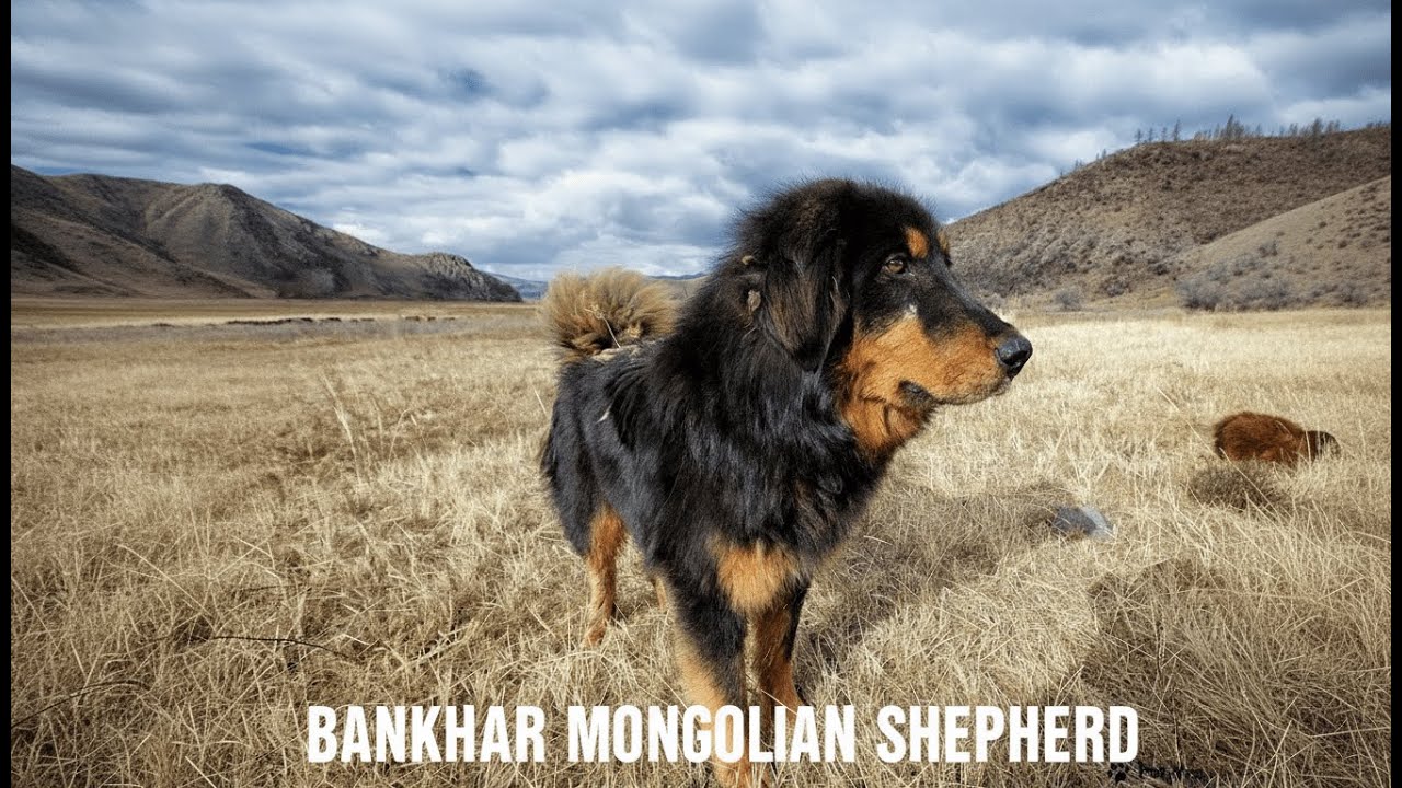Bankhar The Ancient Mongolian Guardian Dog#dog #dogs #animals # ...