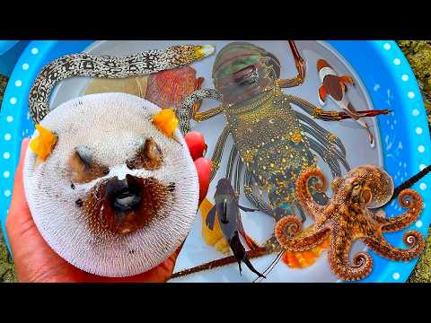Tangkap ikan buntal dan kerang, belut, ikan hias, ikan laut, kepiting, gurita, lobster, udang kipas
