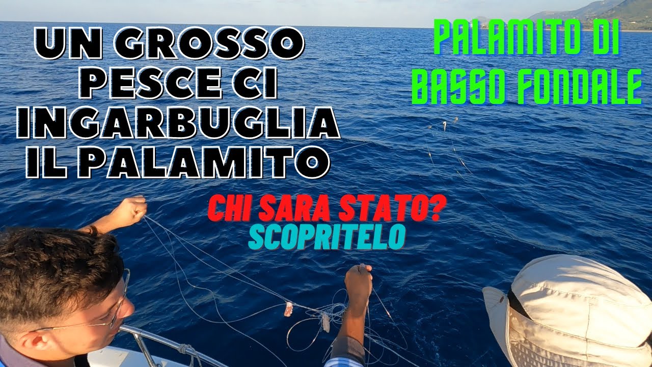 PALAMITO DI BASSO FONDALE: UN GROSSO PESCE SI TRASCINA IL PALAMITO ...