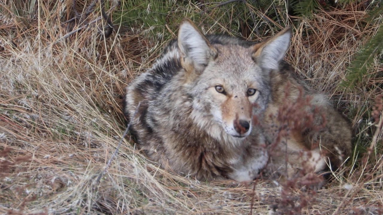Coyote Sleeping And Waking Up - YouTube