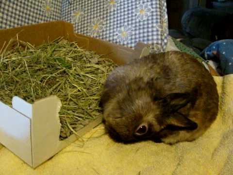Rabbit with Head Tilt 2 2 10 09 - YouTube