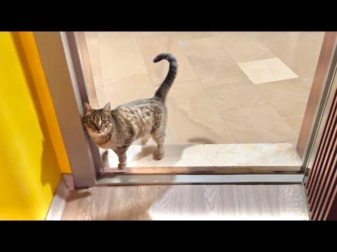 ANNE KEDİ HERGÜN KAPIMA GELİP MAMA İSTİYOR :)