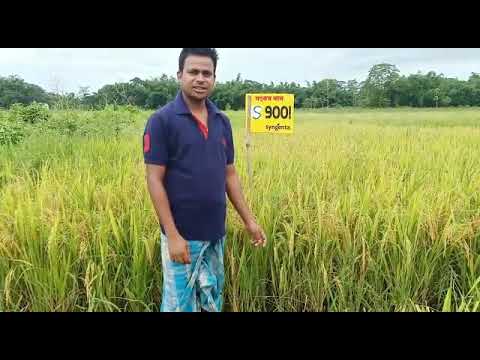 Hybrid Paddy farming, Good production of rice with hybrid seed. - YouTube