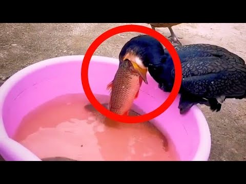 Great Cormorant Bird Eat big fish 🐟🐠#cormorant #birds #fishing - YouTube