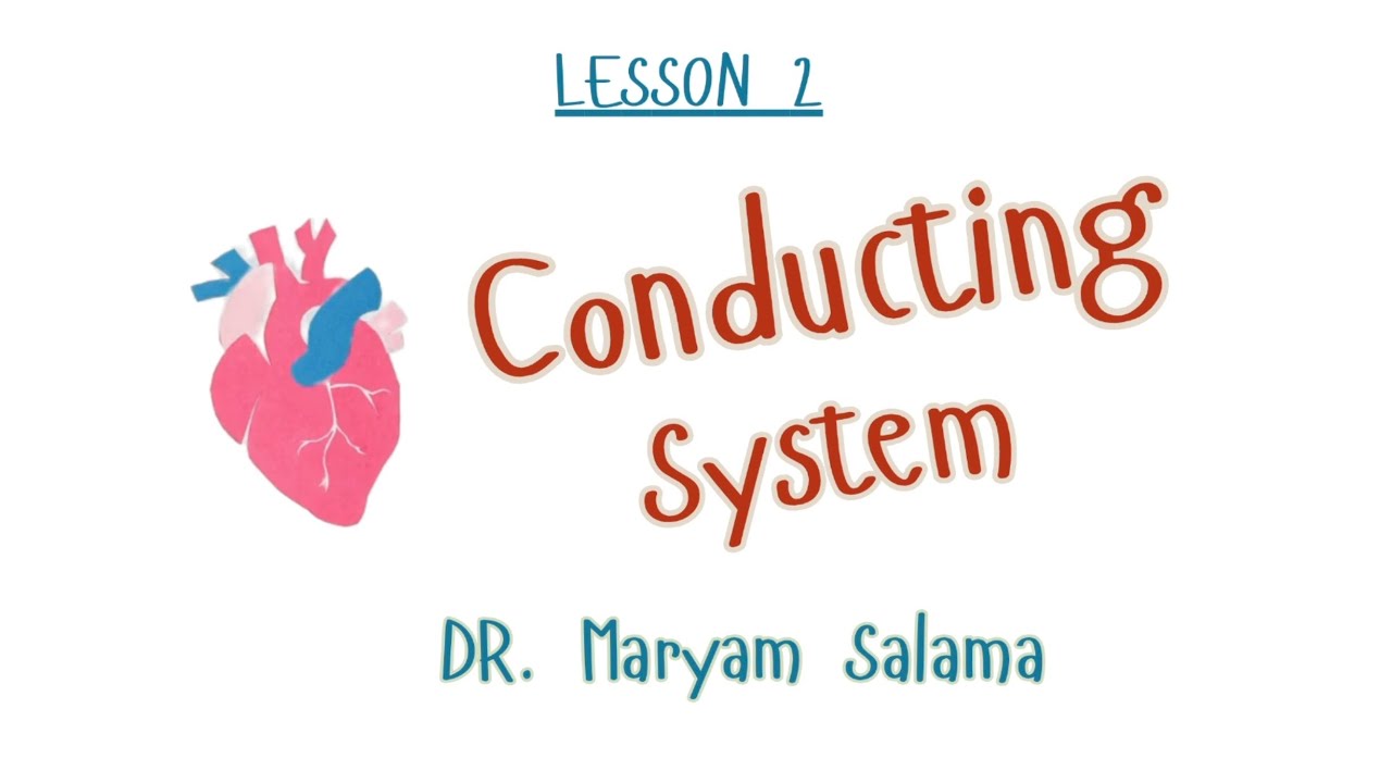 Heart Conduction System Histology Animated - YouTube