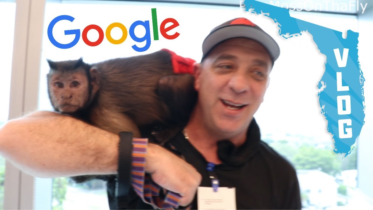 Monkeys Visit Google Miami and Florida! - YouTube