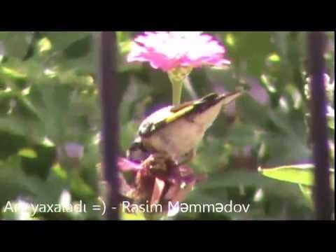 Bağdakı Gülləri Gizlicə Gəlib Yeyən Bülbül =)