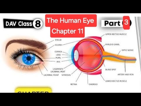The Human Eye. Std 8 science.chapter 11.By Bishnupriya Mishra - YouTube