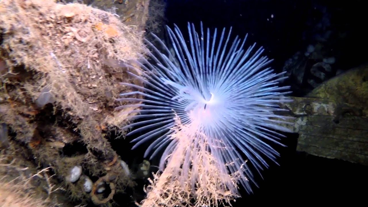 Zenobia Underwater Competition 2015 - Winning Video - YouTube