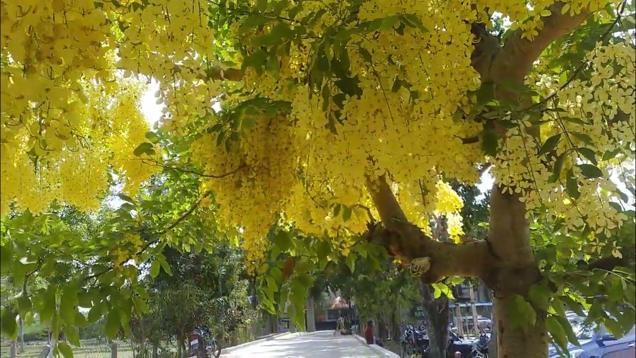 kondrai maler tree - YouTube