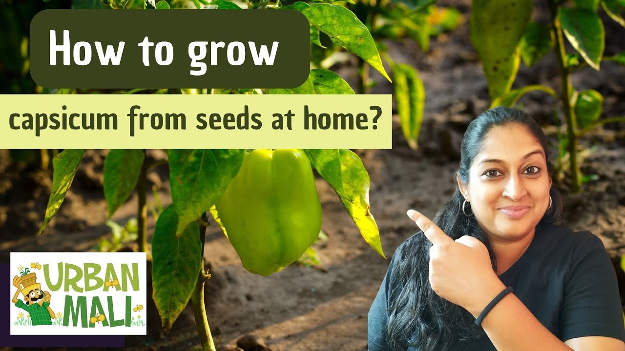 How to grow capsicum from seeds at home? - YouTube