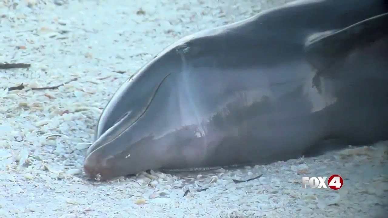 Heroes of the Hurricane: Dolphin rescue plays out on live TV - YouTube