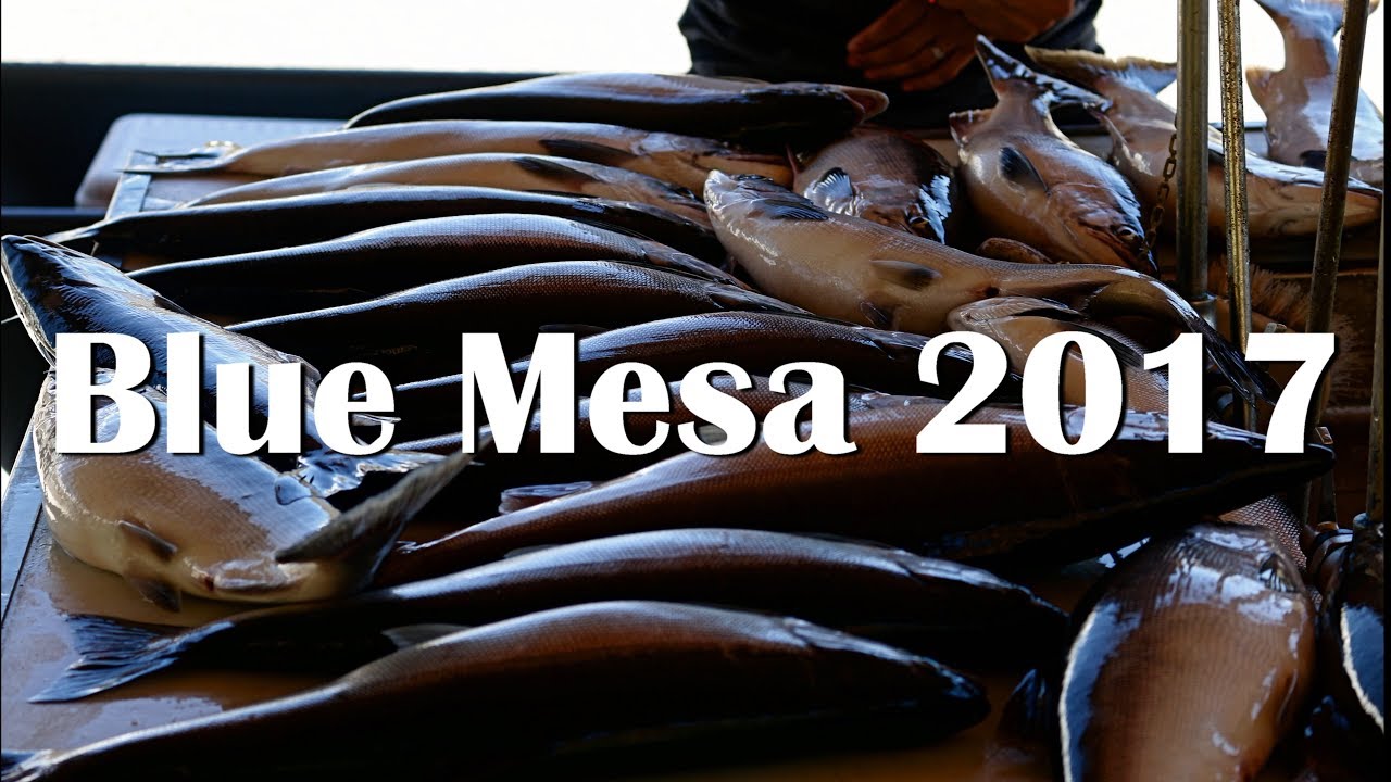 Blue Mesa 2017 - 30+ FISH LANDED!!! - YouTube