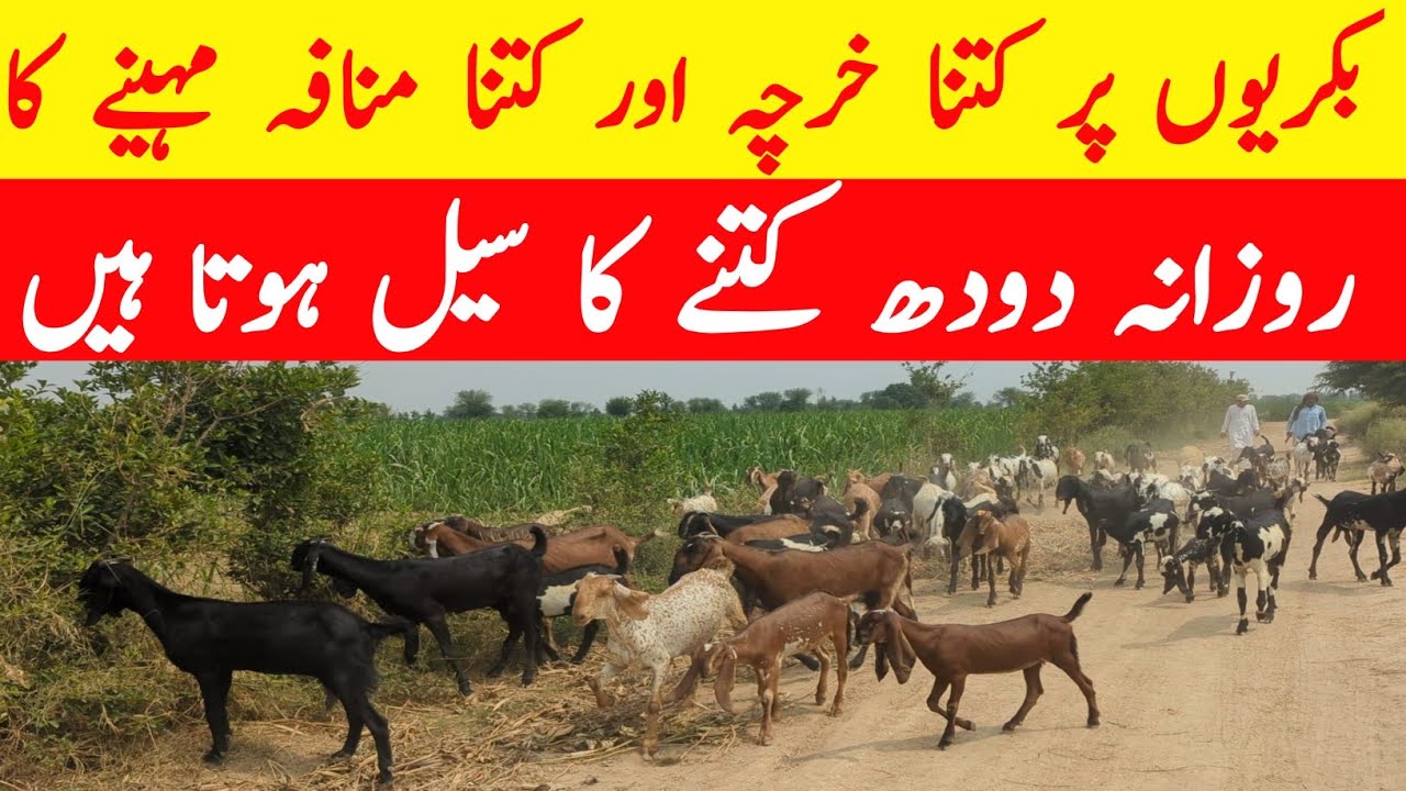 Goat Farming Monthly And Yearly Profit & Expenditure | Pattoki Goat ...