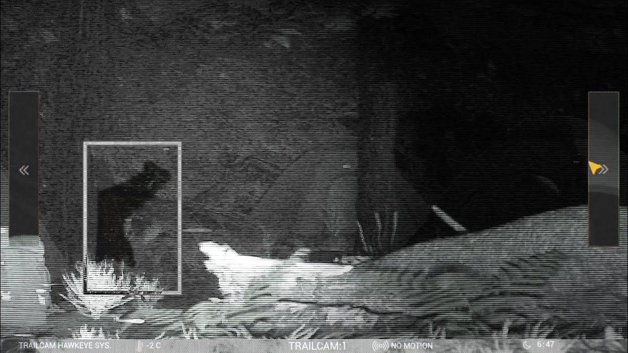 Using Trail Cams to Catch a Monster - TRAILCAM - YouTube
