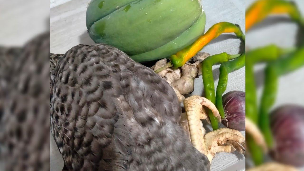 paano magluto native chicken with green papaya ginataan - YouTube