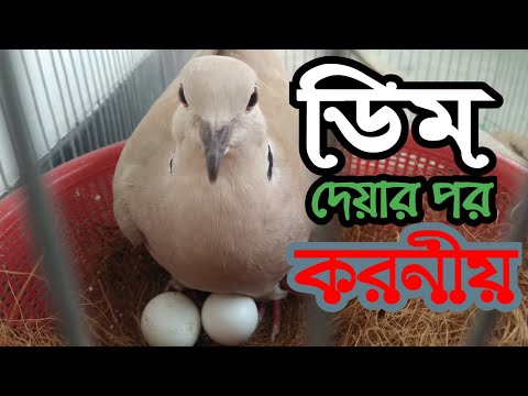 ঘুঘু পাখি ডিম দেয়ার পর করনীয় কি কি || ঘুঘু পাখি পালন পদ্ধতি