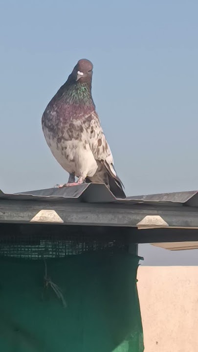 Lal chap dar pigeons#trending - YouTube