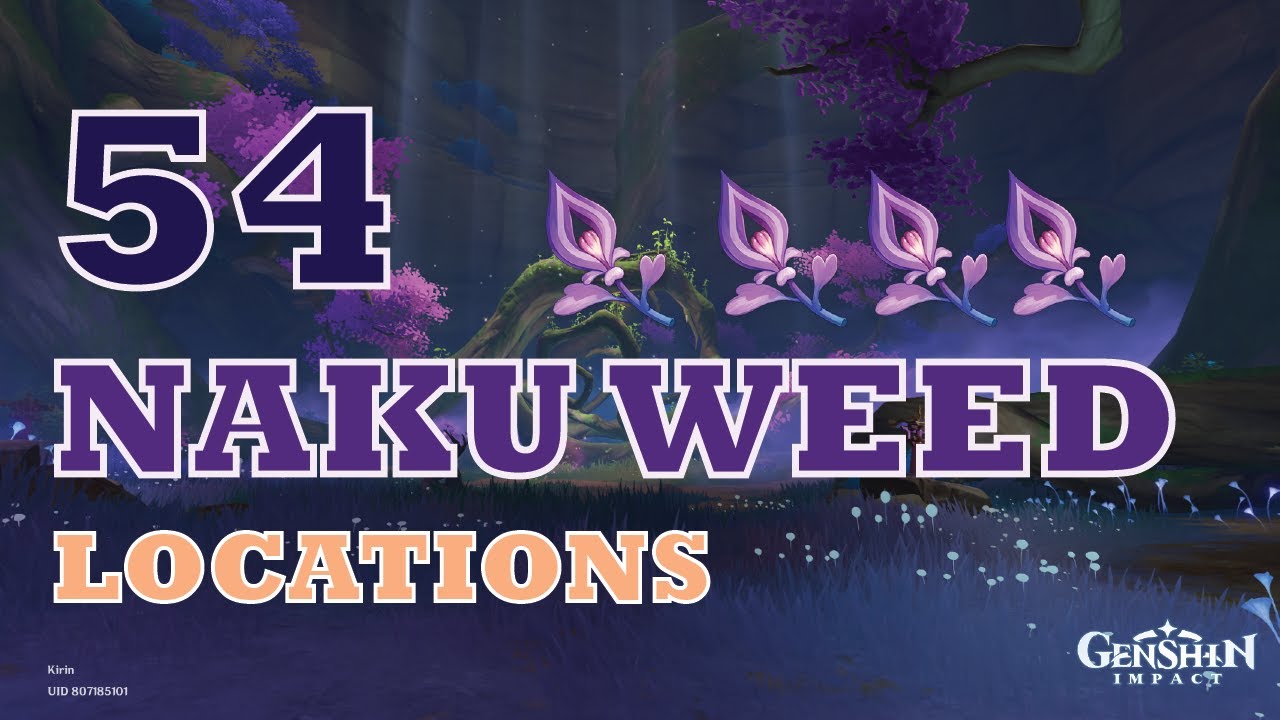NAKU WEED LOCATIONS | Lokasi Naku Weed | Genshin Impact - YouTube