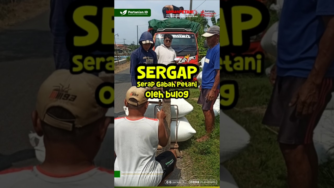 Sergap - Serap Gabah Petani - YouTube