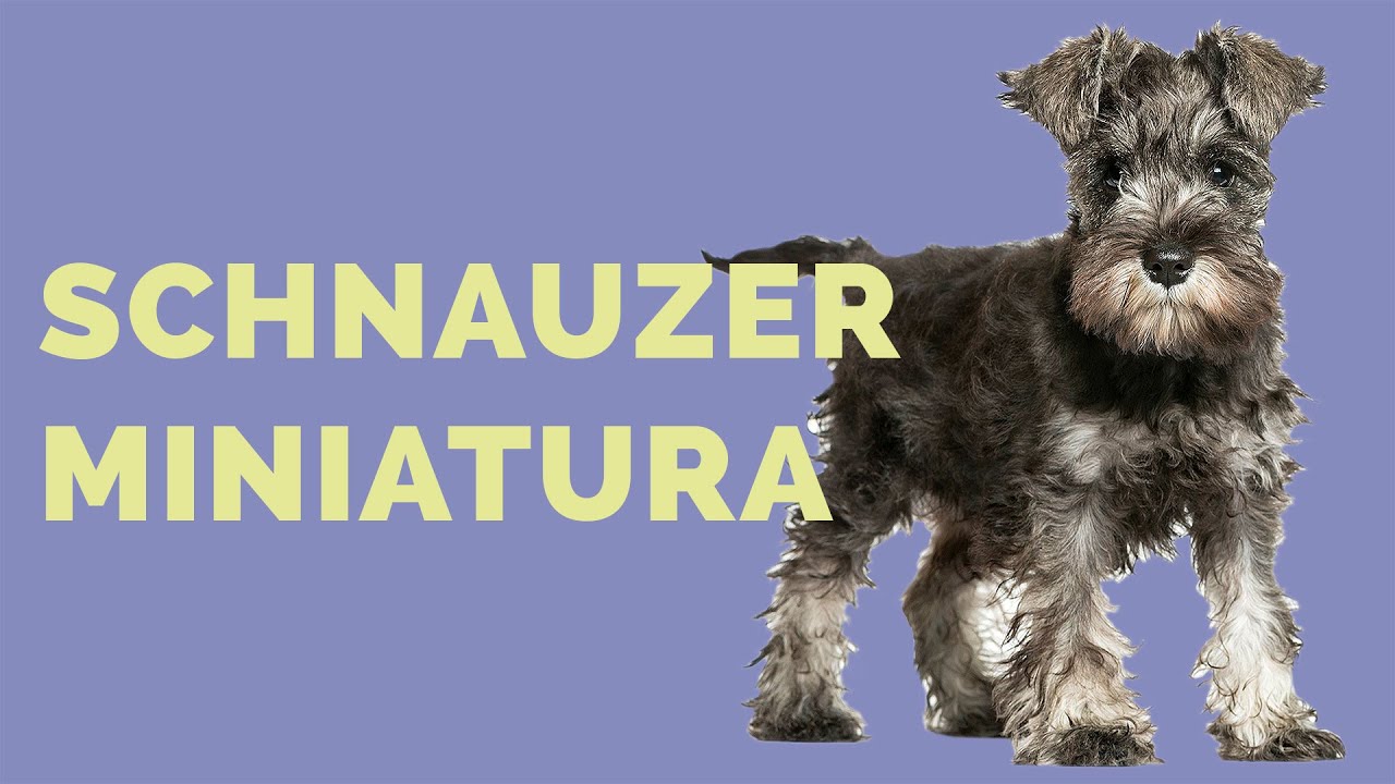 Perro SCHNAUZER MINIATURA: Características de la raza, cuidados e ...