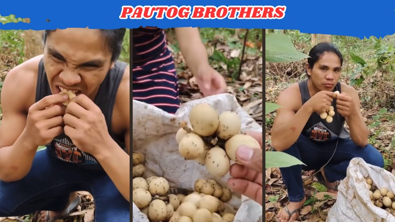 FIRST TIME EATING THE SWEETEST LANSONES! HARVESTING THIS AMAZING FRUIT ...