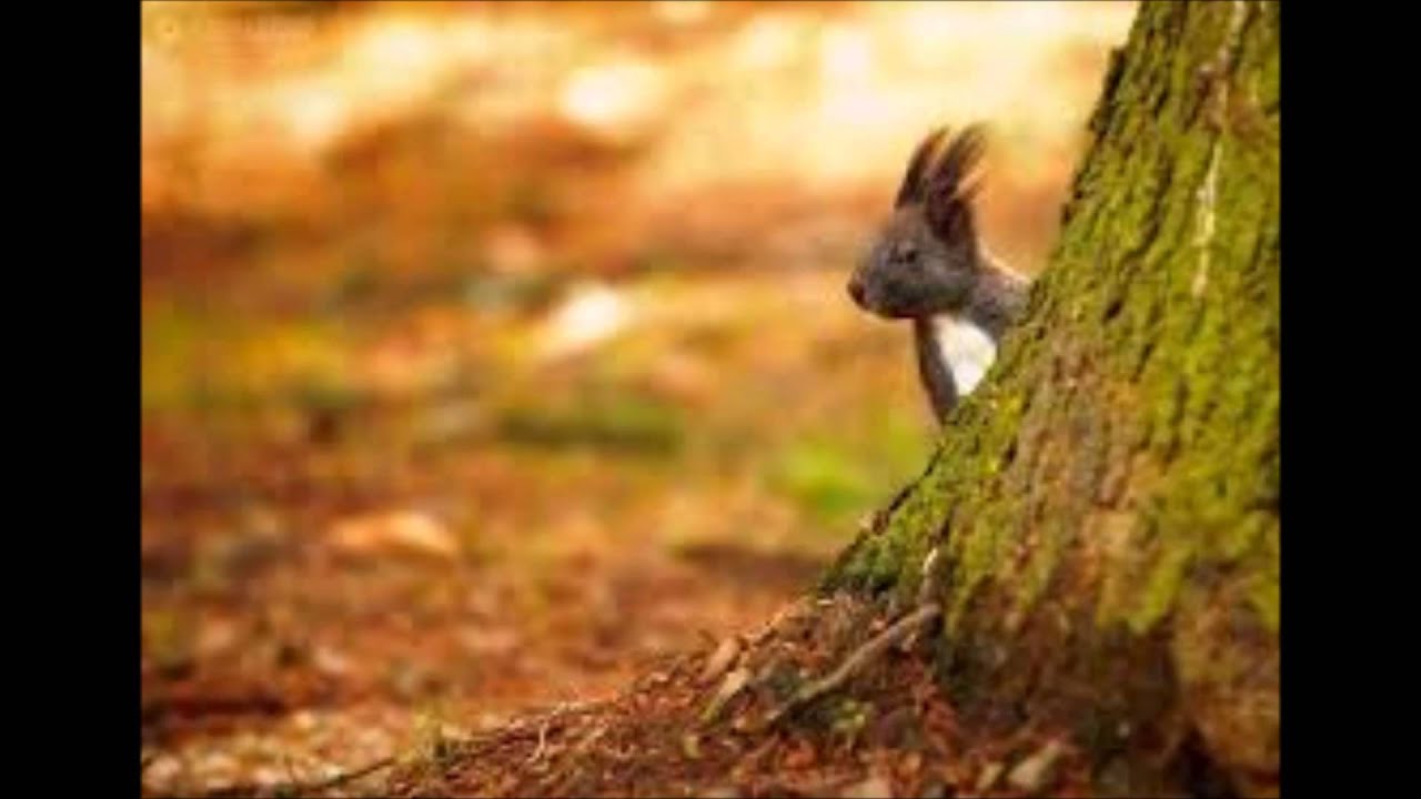 Seven Steps Down - Brian Straub - YouTube