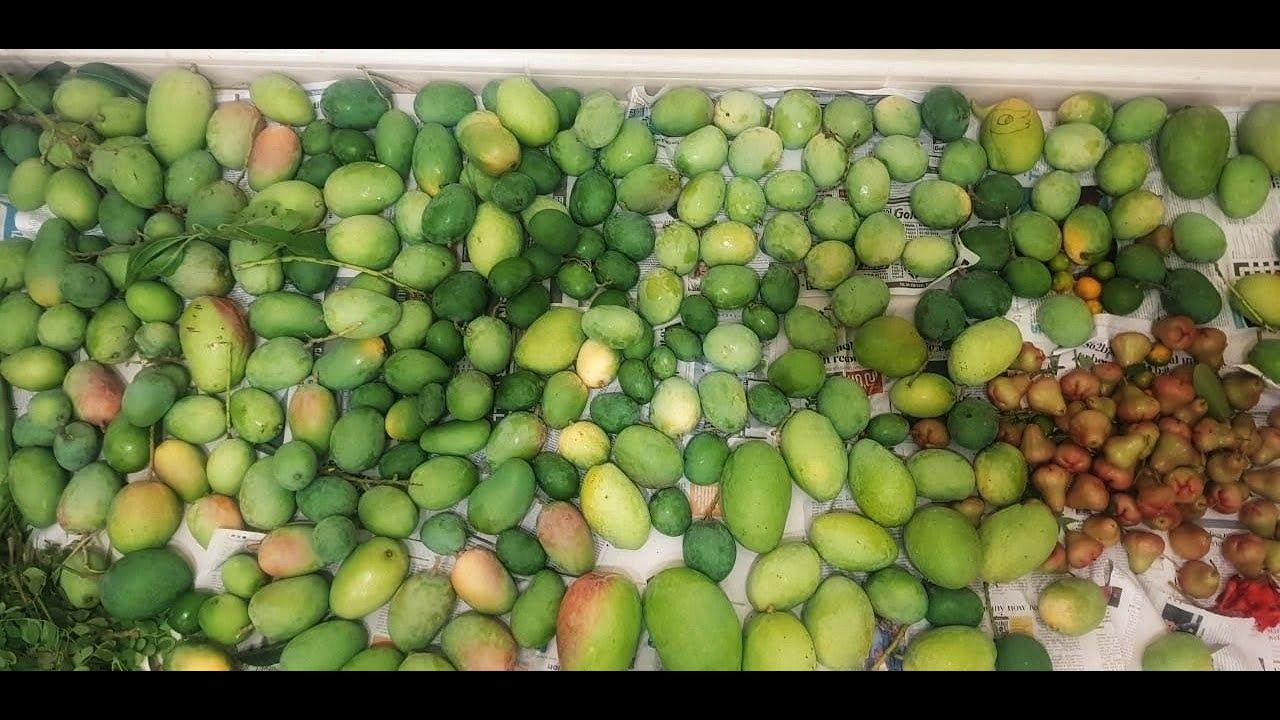 Mango Farm UAE - ഞങ്ങളും പോയി മാങ്ങാ പറിക്കാൻ - YouTube