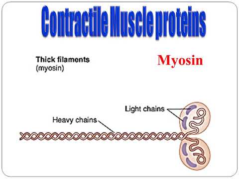 Sarcotubular System And Muscle Proteins Part I - YouTube