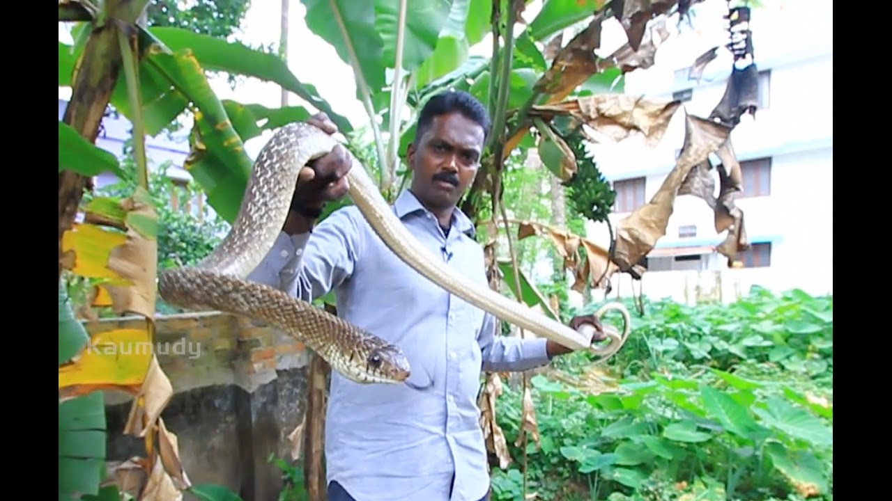 Vava Suresh Rescuing a Common Krait & Two Big Rat Snakes | SNAKE MASTER ...