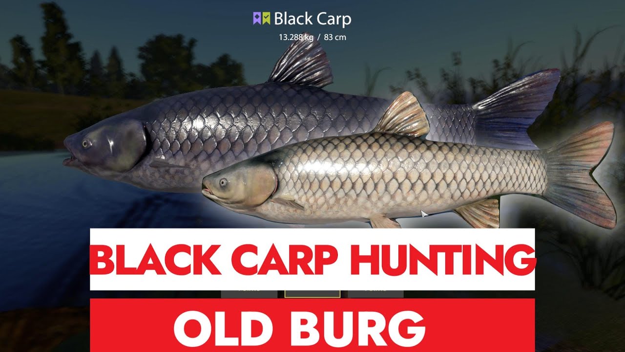 RF4 - RUSSIAN FISHING 4 - BLACK CARP HUNTING SESSION - OLD BURG - YouTube