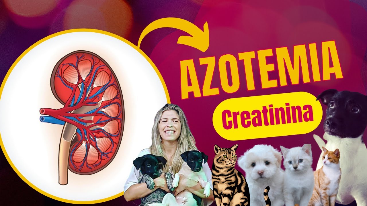 Azotemia: Pré-renal, Renal, Pós-renal - YouTube