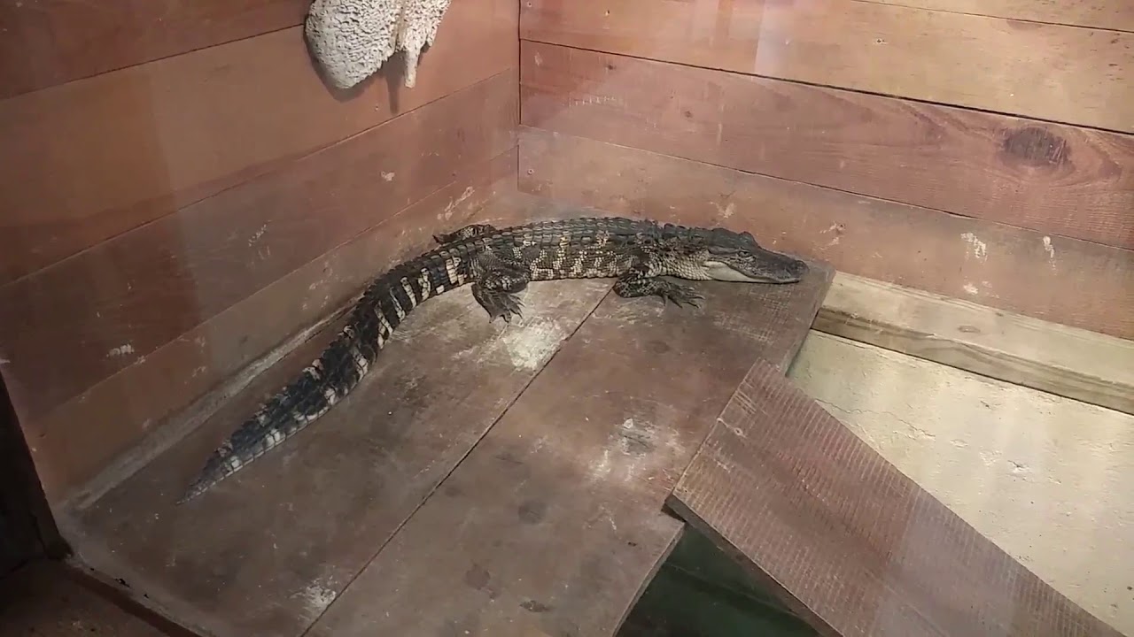Florida Alligators at the Auburndale International Flea Market - YouTube