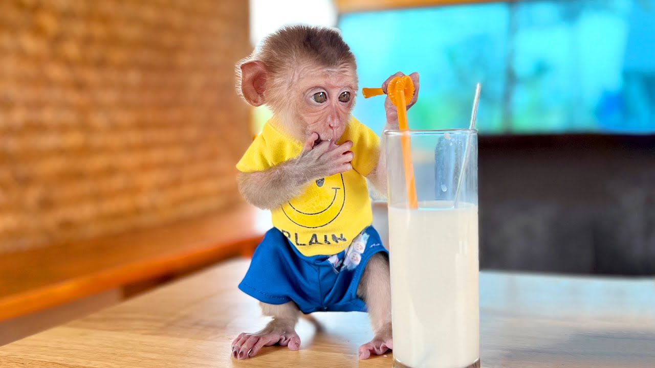 Kiwi monkey goes drinking coffee with dad, adorable moment of Kiwi ...