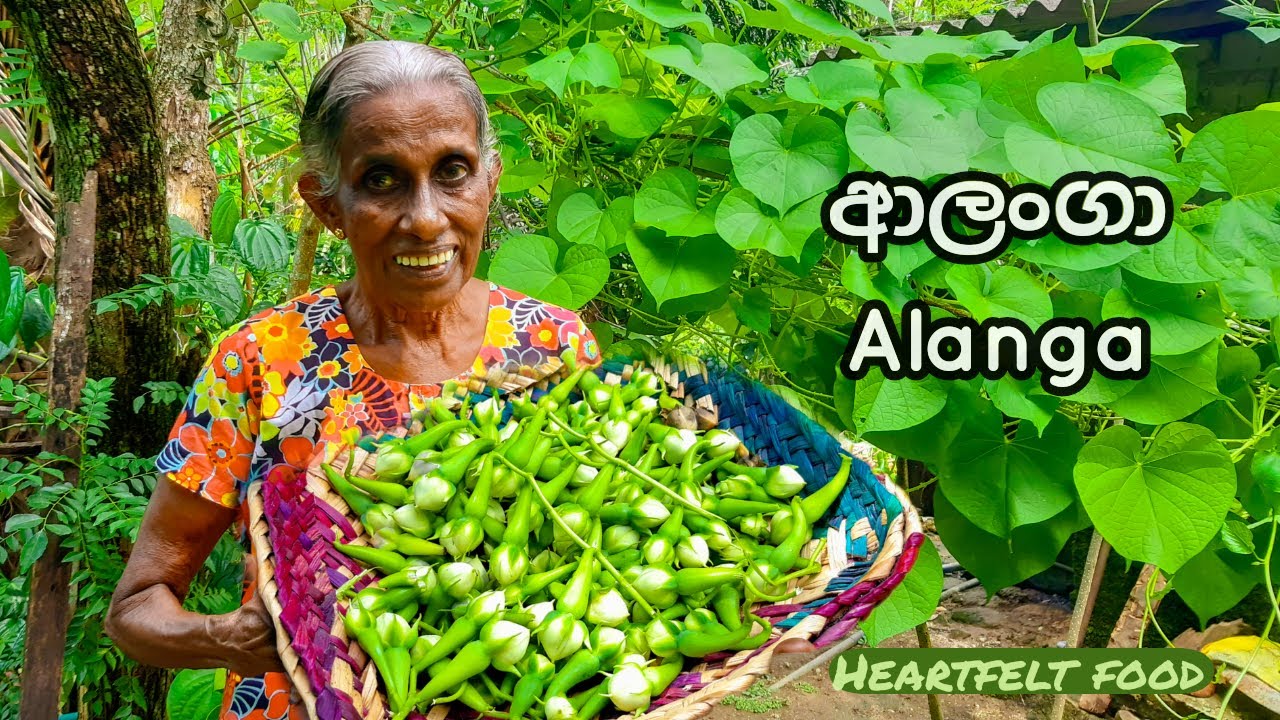 Aalanga - ආලංගා (Moonflower beans ) - YouTube