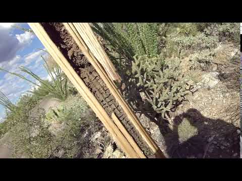 Skeleton of a Giant Wild Cactus