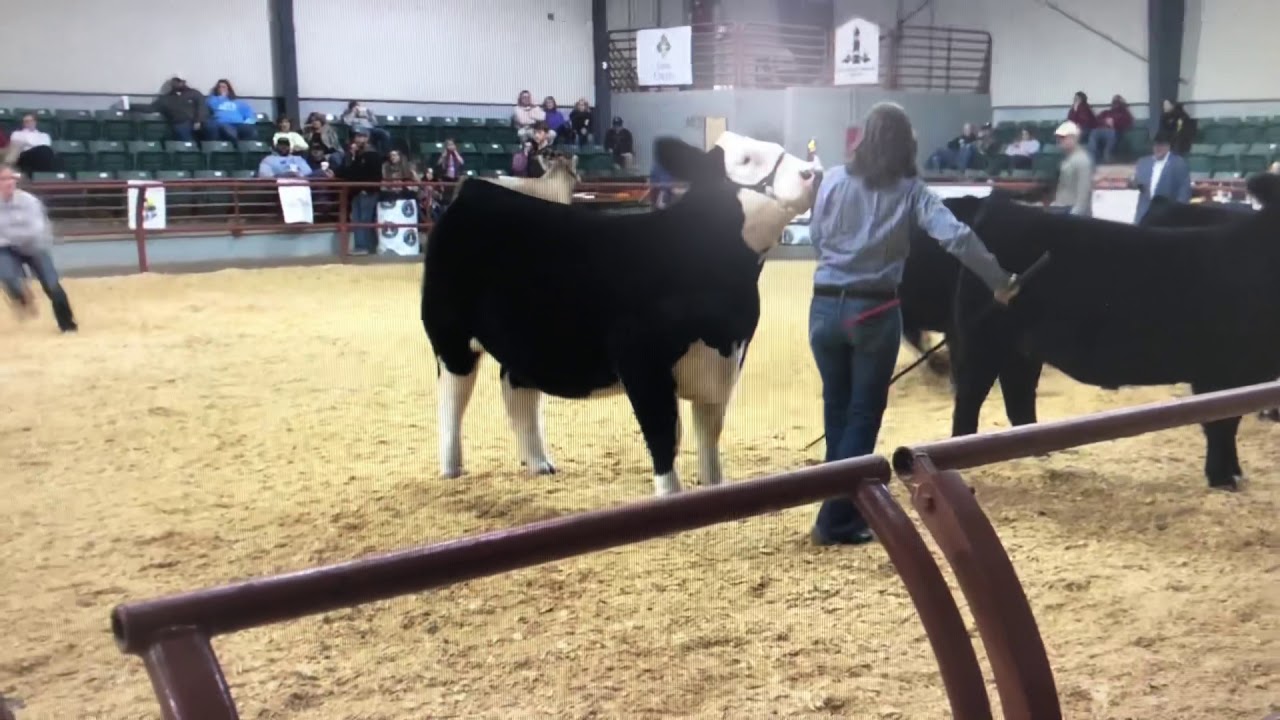 Cows gone wild - YouTube