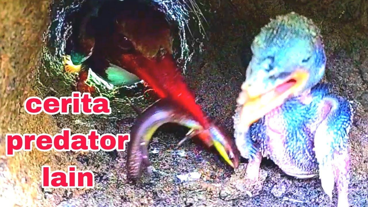 BURUNG TENGKE UDANG SATU LAGI SPESES BURUNG PALING RAKUS DI BUMI - YouTube