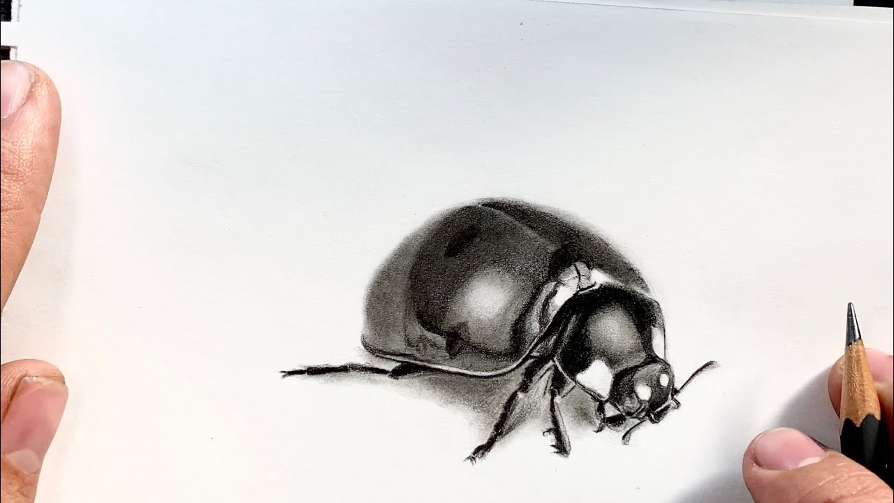 realistic ladybug 3D drawing - YouTube