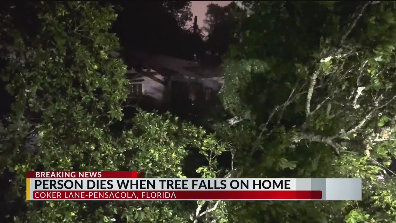 Person dies when tree falls on home - YouTube
