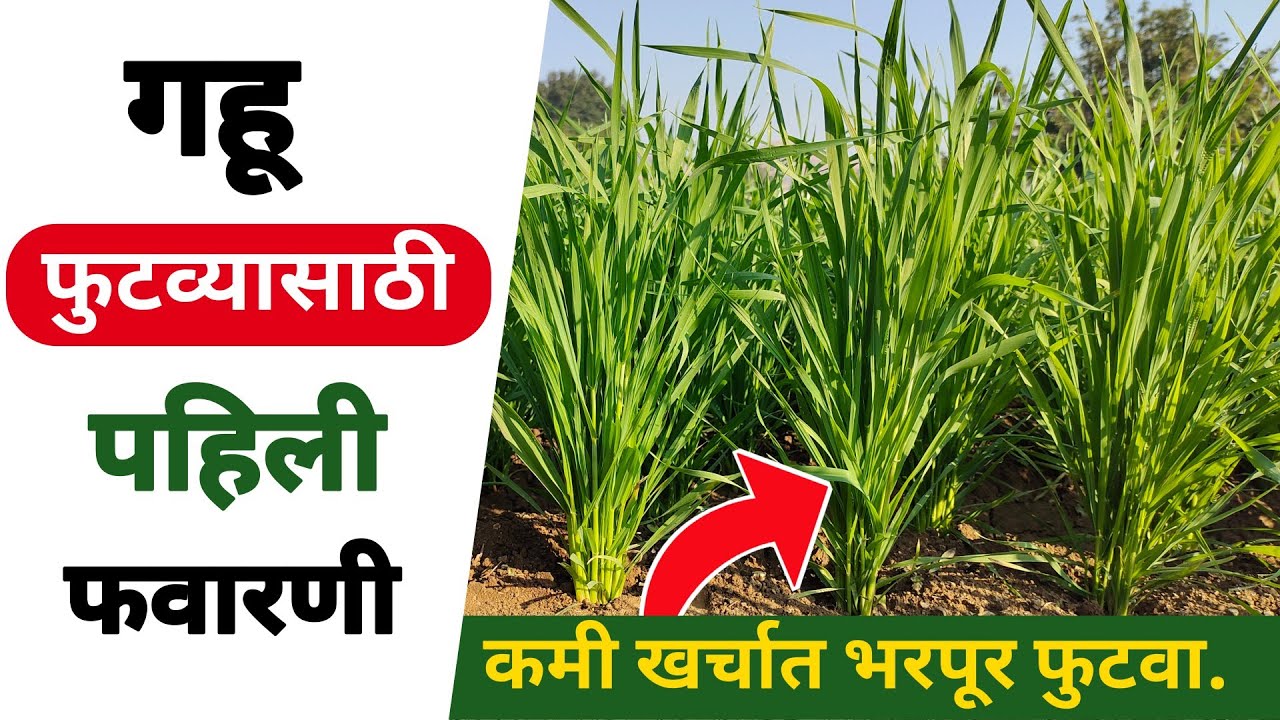 गहू पिकासाठी पहिली फवारणी कोणती करावी | gheu pik pahili favarni | गहू ...